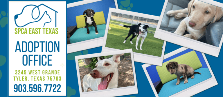 Dog Adoption Program – SPCA of East Texas